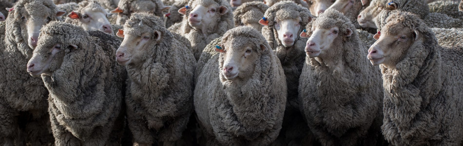 Australian Wool Growers & Growing Services - Fox & Lillie Rural